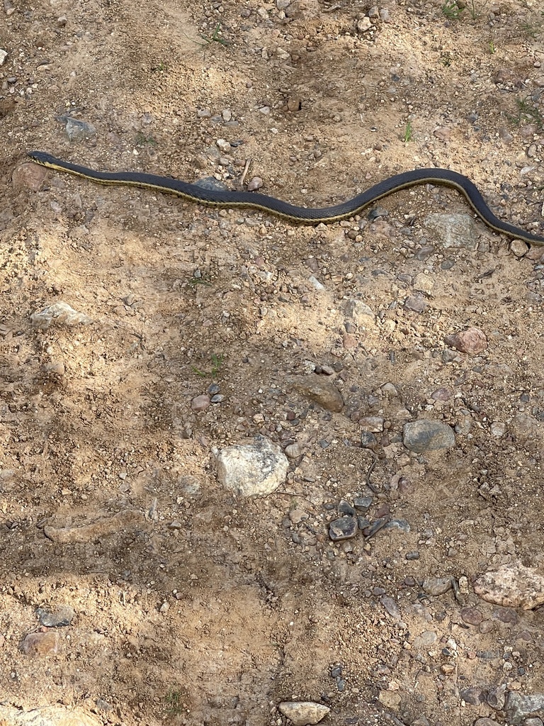 Two-striped Garter Snake in March 2024 by lollyann · iNaturalist
