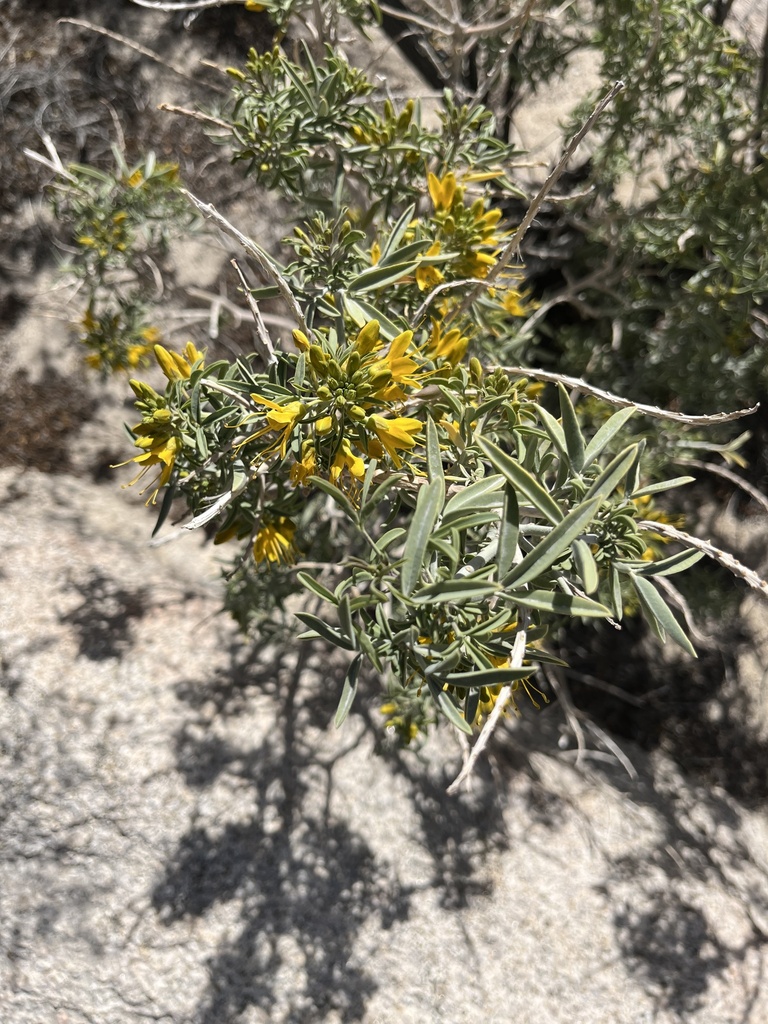 Bladderpod from Joshua Tree National Park, Twentynine Palms, CA, US on ...