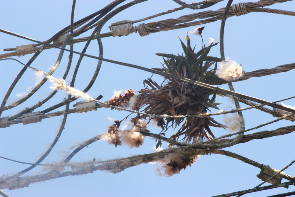 many-flowered catopsis from R4QF+C94, Provincia de Cartago, Llanos de ...
