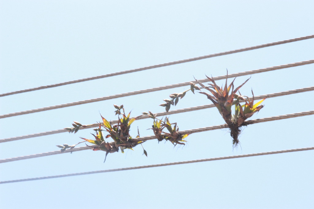 many-flowered catopsis from Oriental, Provincia de Cartago, Cartago ...
