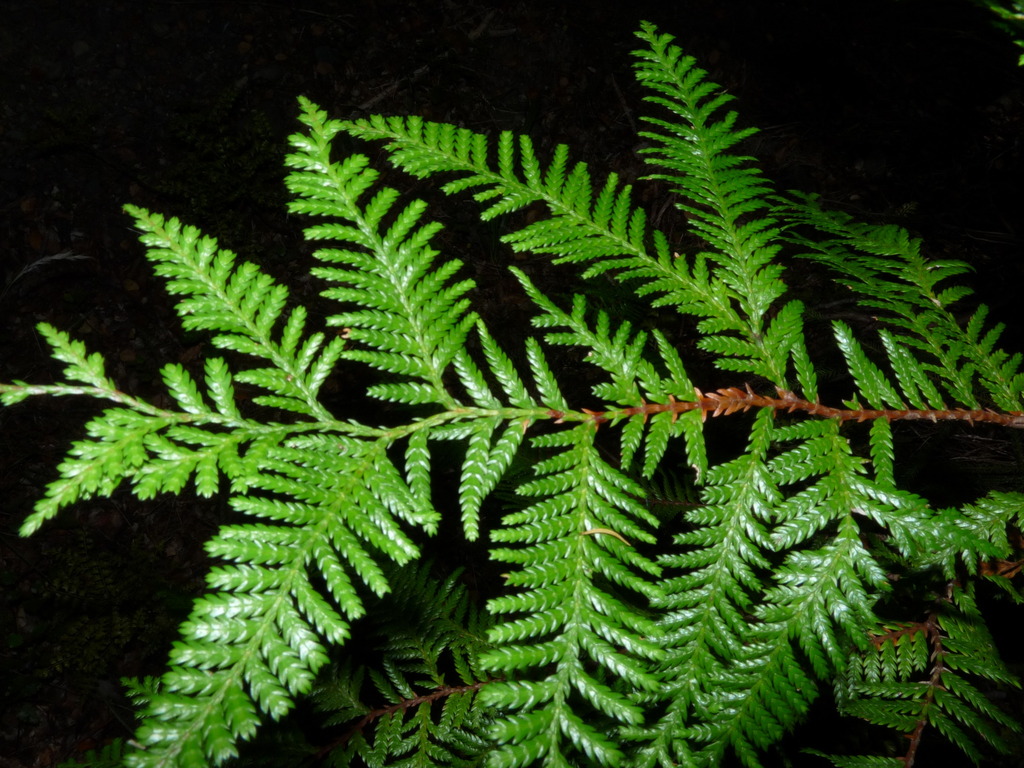 Kawaka from Mangarākau 7073, New Zealand on March 12, 2024 at 01:50 PM ...