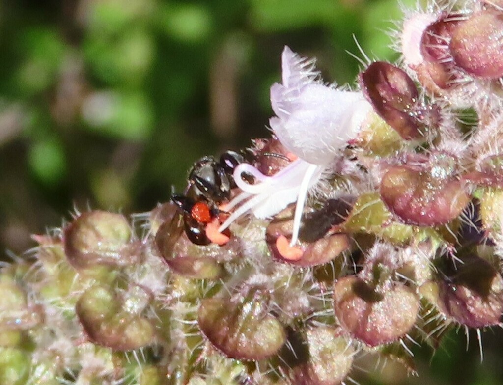 Charcoal Stingless Bee from Coomba Park NSW 2428, Australia on March 14 ...