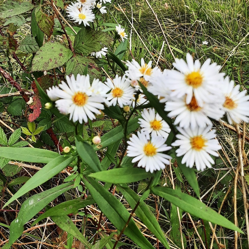 New York aster from Jenolan State Forest, NSW 2790, Australia on March ...