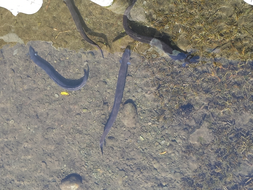 Short-finned Eel from Hillmorton, Christchurch, New Zealand on March 14 ...