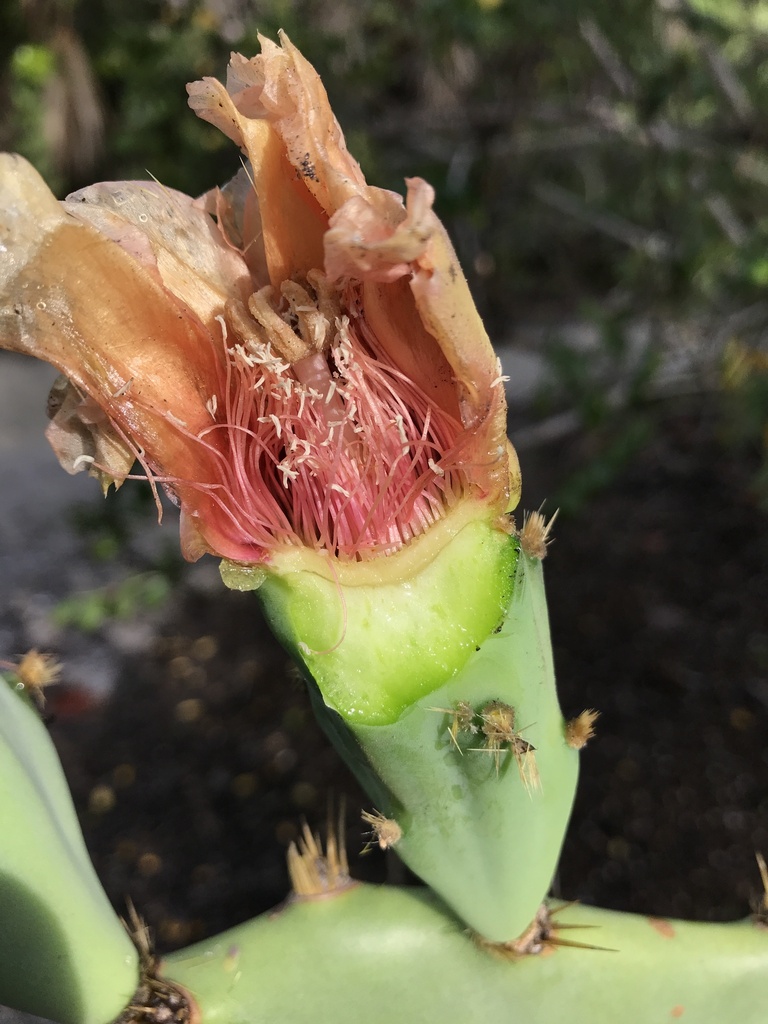 Opuntia keyensis in June 2020 by Alan R. Franck. Perhaps allied to O ...