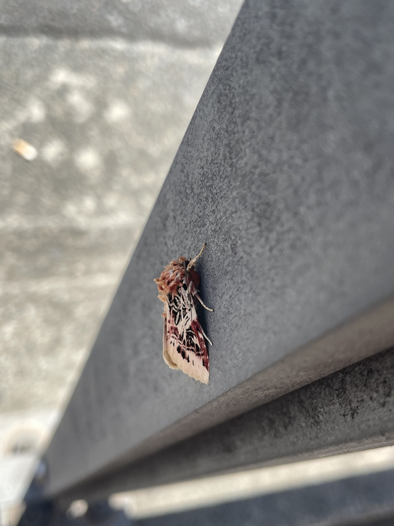 Lily Caterpillar Moth from Redfern, 雷德芬, NSW, AU on March 14, 2024 at ...