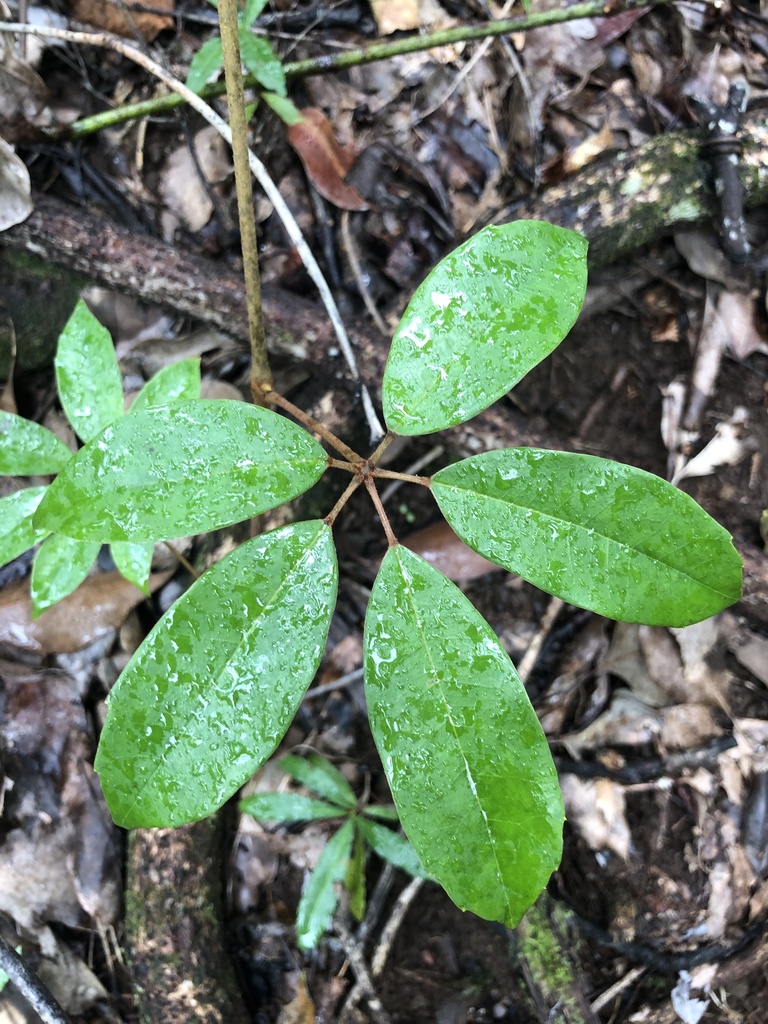 Five-Leaved Water Vine from Coes Creek, QLD, AU on March 14, 2024 at 10 ...