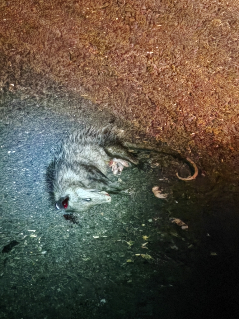 Large American Opossums from Costa Rica on March 12, 2024 at 08:28 PM ...