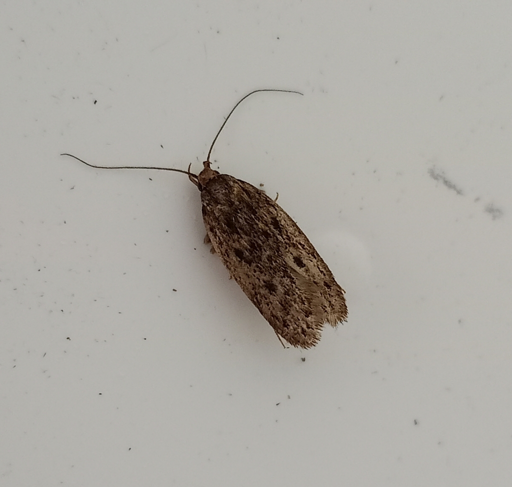 Brown House Moth from Waipawa 4274, New Zealand on March 12, 2024 at 10 ...