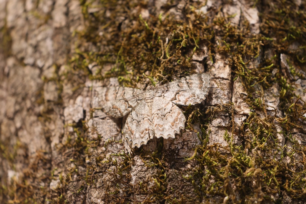 Tulip-tree Beauty from Chewacla State Park Auburn Alabama USA on March ...