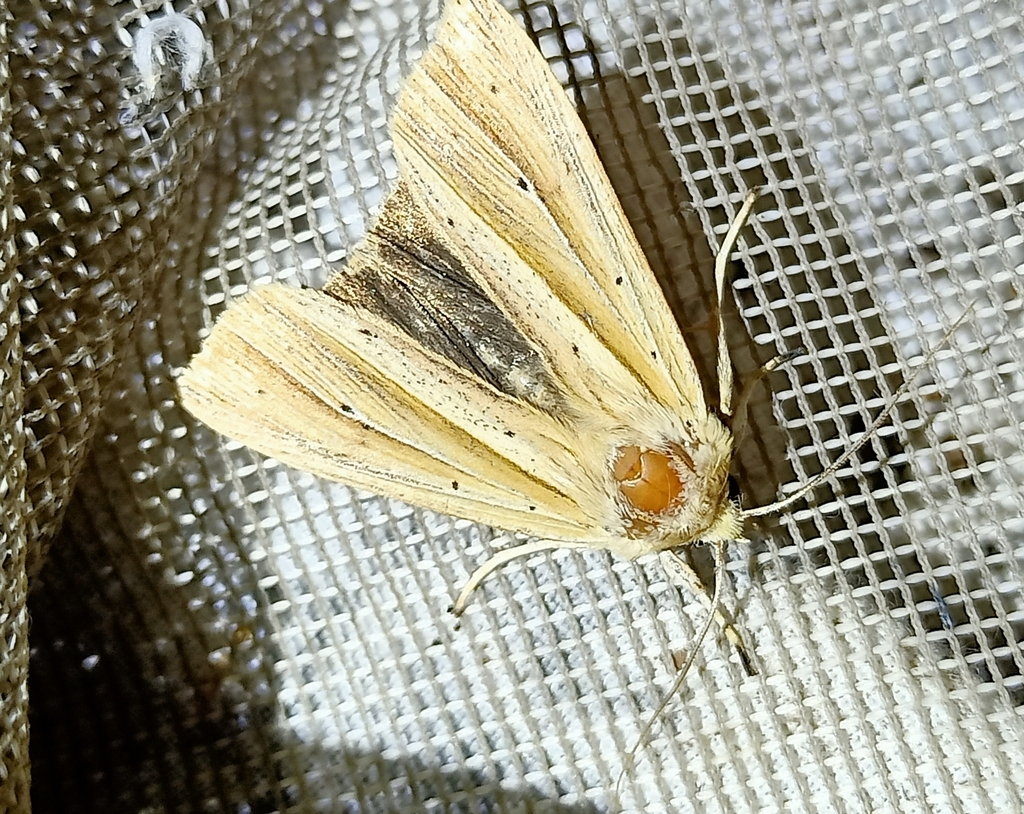 Dark Underwing Wainscot from Gwavas Garden Homestead on March 12, 2024 ...