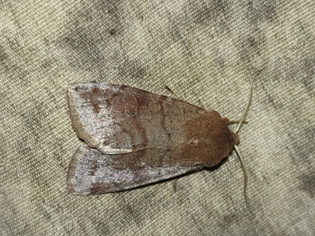 Gray Quaker from Tompkins County, US-NY, US on March 13, 2024 at 09:18 ...