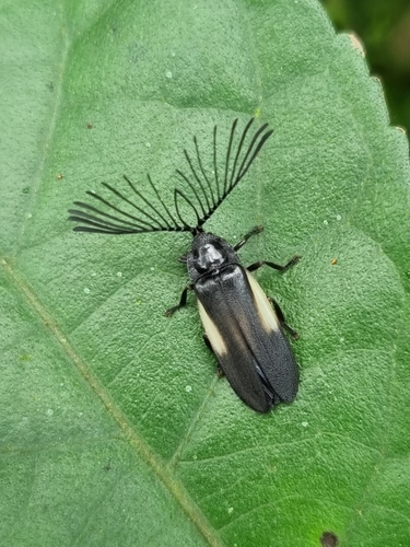 Ethra axillaris · iNaturalist