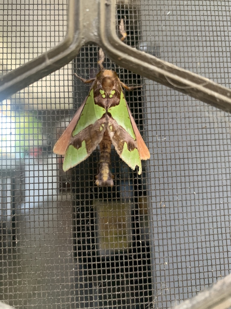 Splendid Ghost Moth from Joseph St, Avalon Beach, NSW, AU on March 14 ...