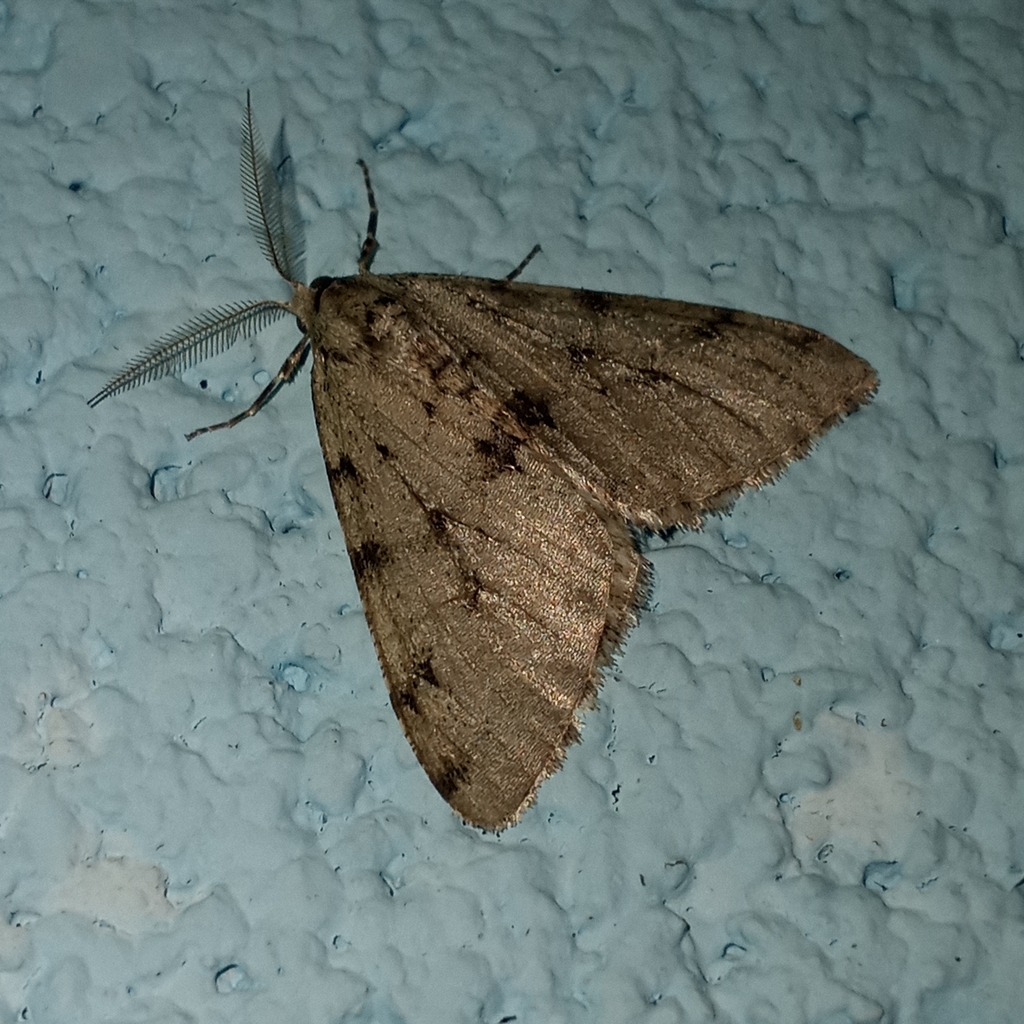 Small Phigalia Moth from Dewey Beach, DE 19971, USA on March 13, 2024 ...