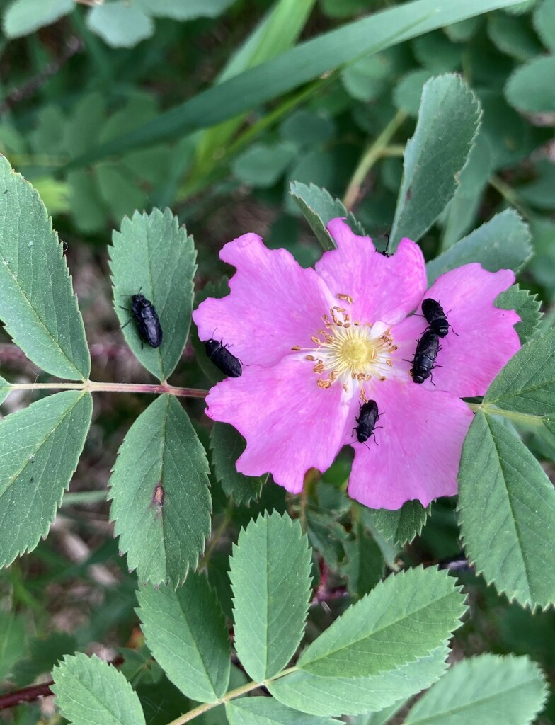 Beetles from Southwest Calgary, Calgary, AB, Canada on June 13, 2023 at ...