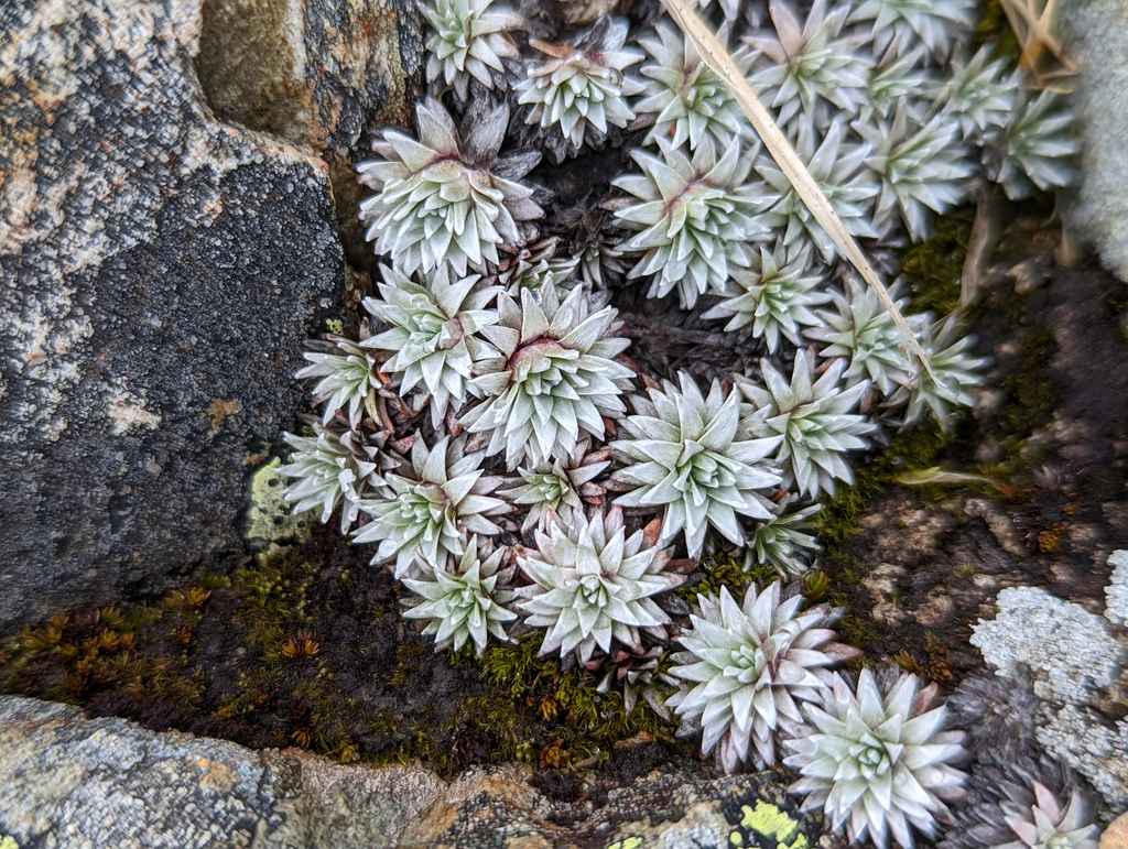 large-flowered mat daisy from Mackenzie District, Canterbury, New ...
