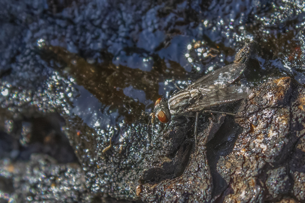 Common House Fly from Mesa, AZ, USA on March 13, 2024 at 09:12 AM by ...