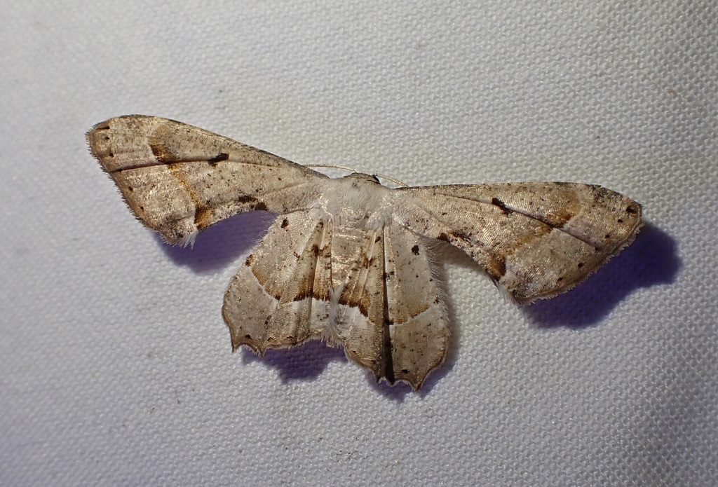 Phazaca leucocephala from Draper QLD 4520, Australia on March 13, 2024 ...
