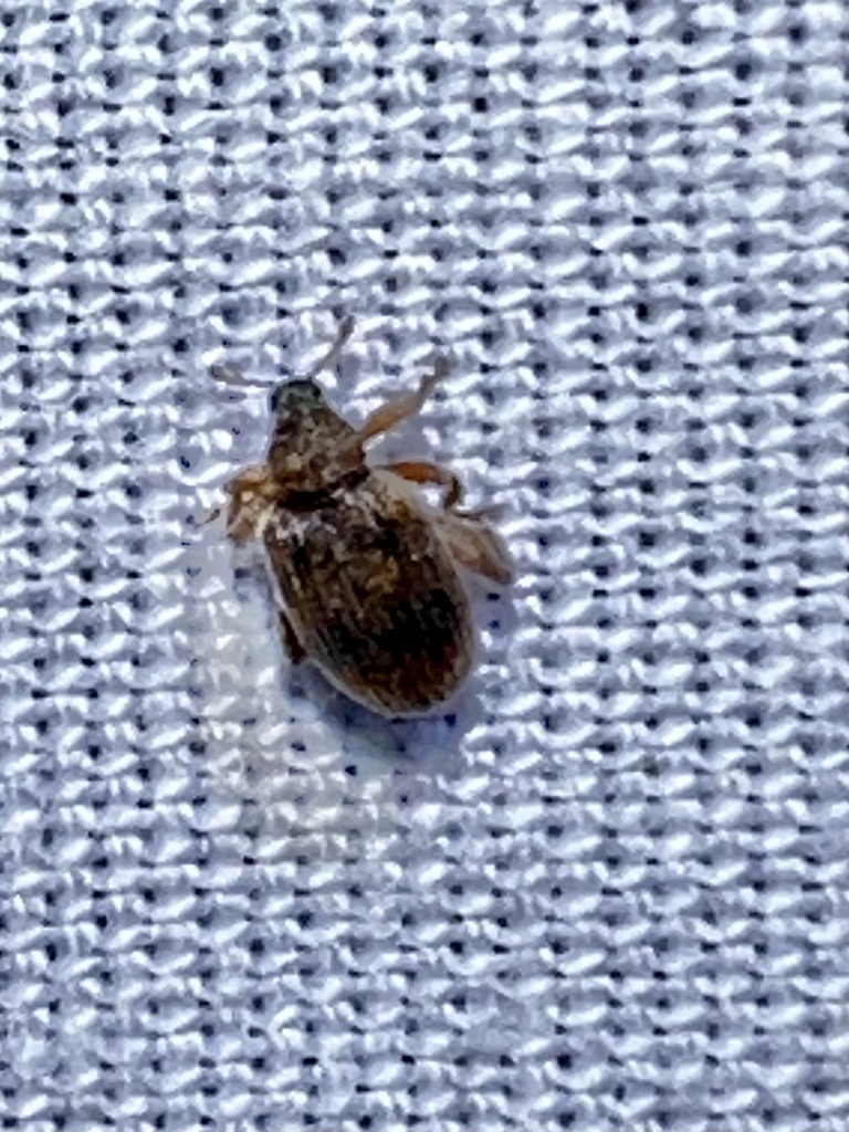 European Elm Flea Weevil from Bevan Dr, Fairfax, VA, US on April 4 ...