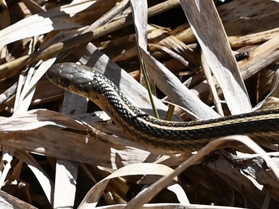 Butler's Garter Snake from Valhalla Park, Holt, MI, US on March 13 ...