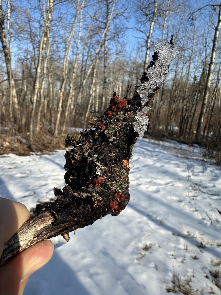 Red Tree Brain Fungus from Strathcona County, AB, CA on March 13, 2024 ...