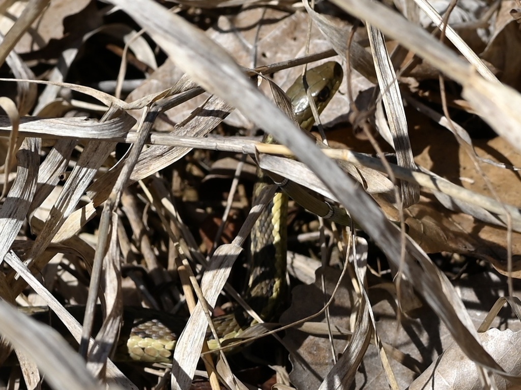 Eastern Garter Snake from Valhalla Park, Holt, MI, US on March 13, 2024 ...