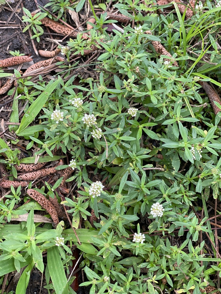 shrubby false buttonweed from Eustis Meadows, Umatilla, FL, US on March ...