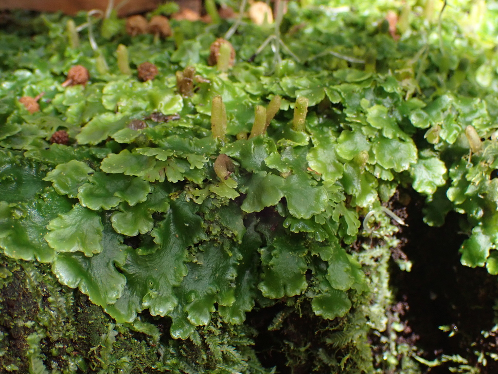 liverworts from Triplet Falls, Great Otway National Park VIC 3237 ...