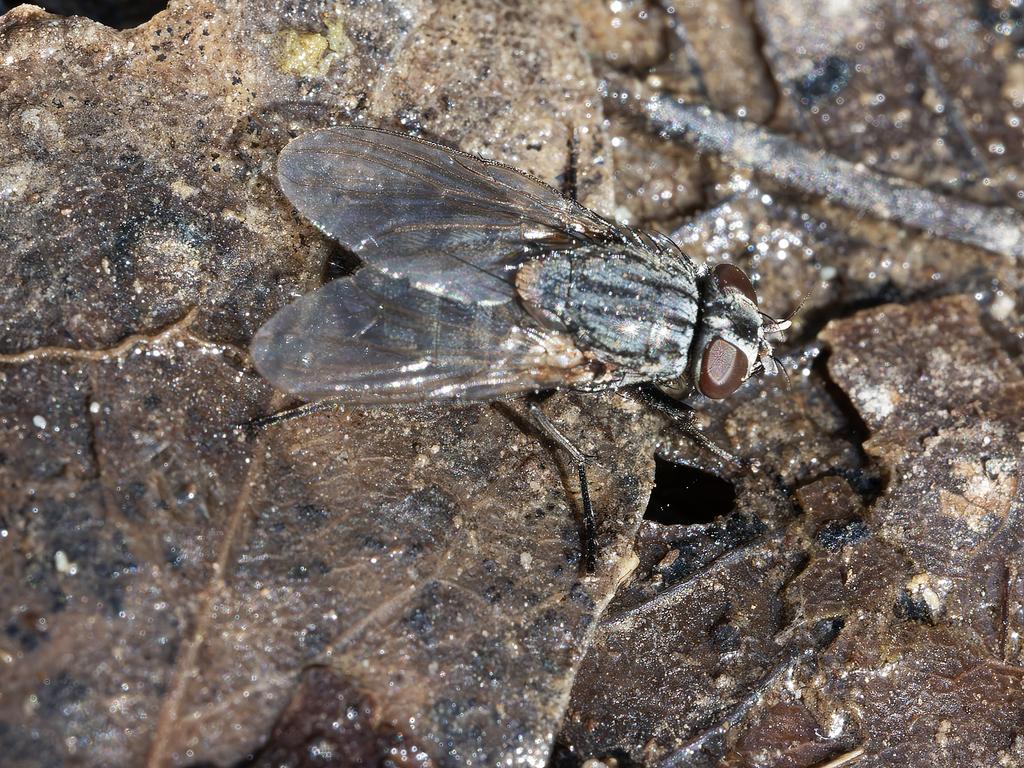 Muscina from 中国北京市海淀区 on March 13, 2024 at 10:52 AM by Yushi Wang ...