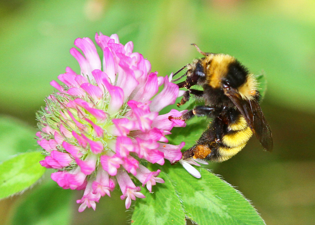 Northern Amber Bumble Bee (Bumble Bees of New Brunswick, Canada ...