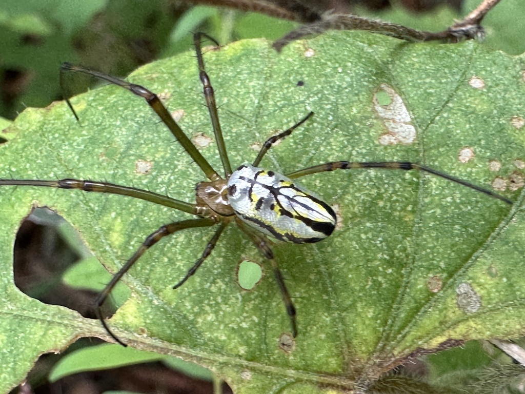 Silver Orb Spider in March 2024 by keet · iNaturalist