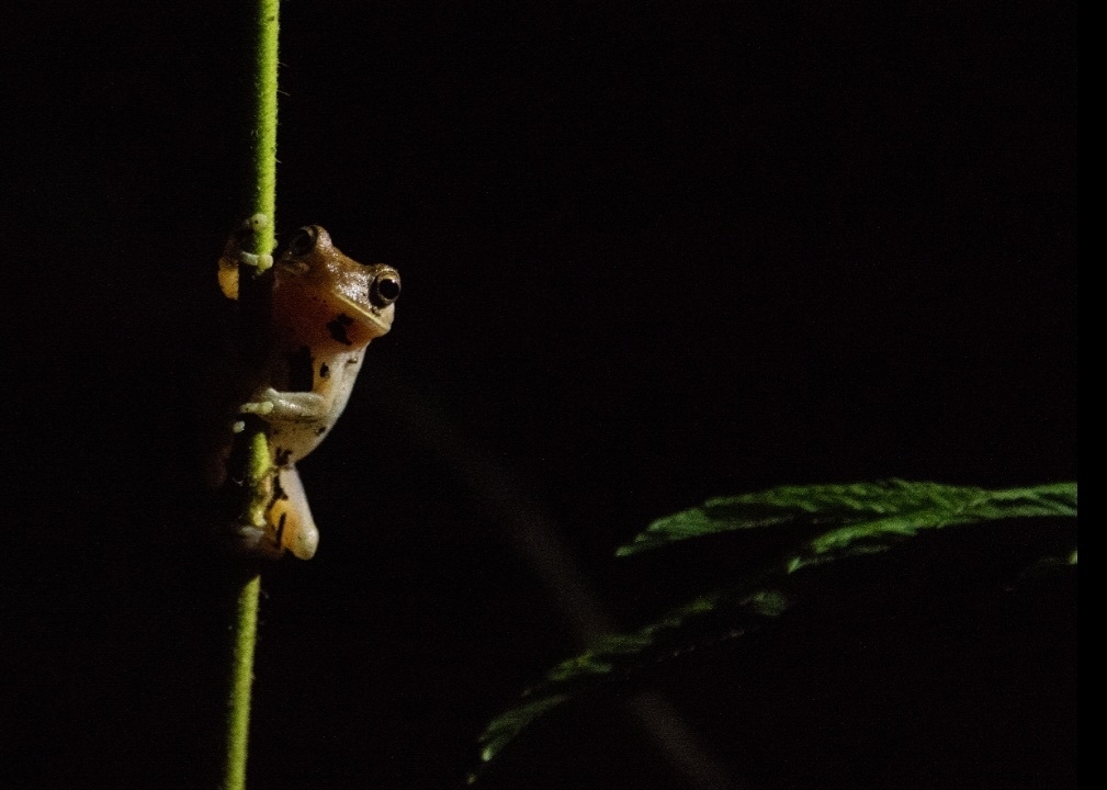 Tink Frog from Pital, Provincia de Alajuela, San Carlos, Costa Rica on ...