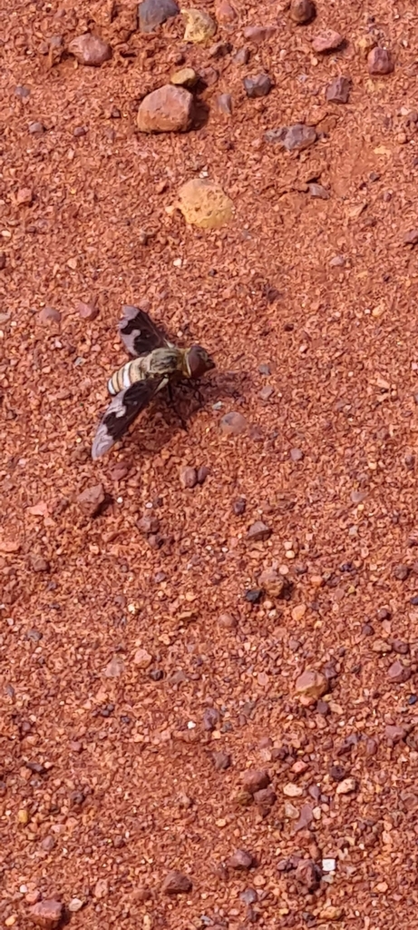 Bee Flies from Gibson Desert North WA 0872, Australia on March 9, 2022 ...