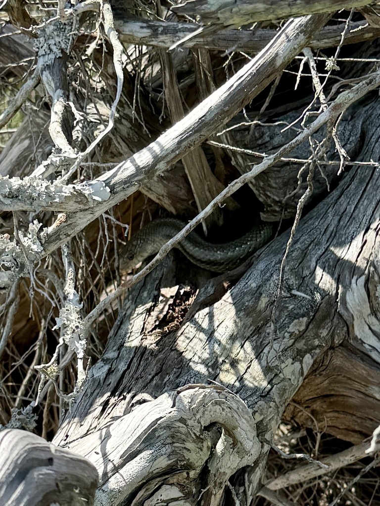 Eastern Ratsnake from Southport, NC, US on March 13, 2024 at 12:19 PM ...