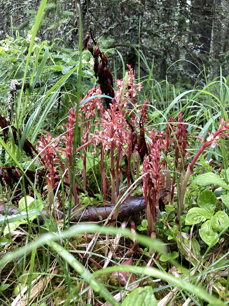 spotted coralroot from Foothills County, AB, Canada on June 20, 2023 at ...
