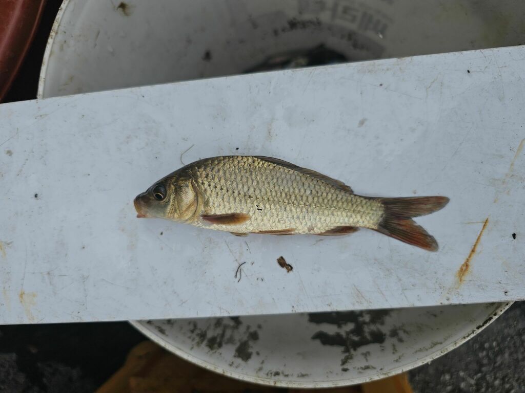 Amur Carp (Cyprinus rubrofuscus) - Marine Life Identification