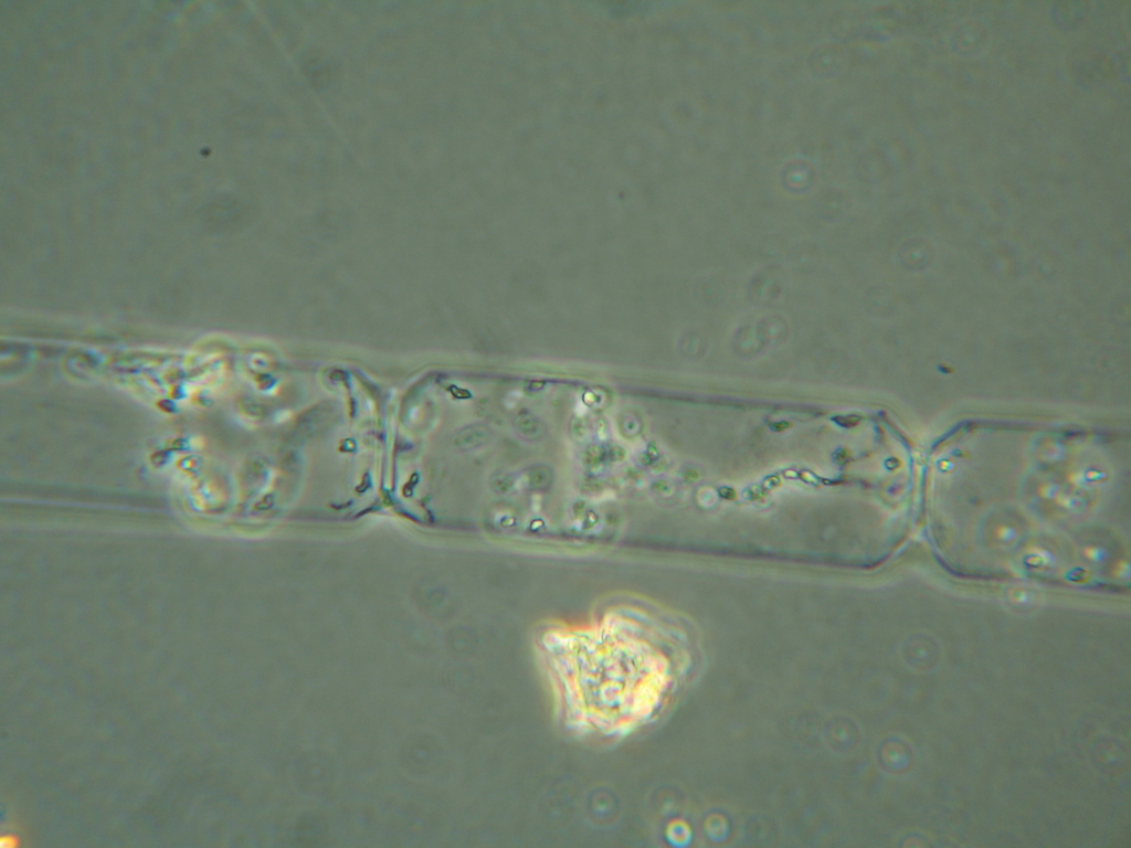 Leptocylindrus danicus from Bahía Concepción, Mulegé, B.C.S., México on ...