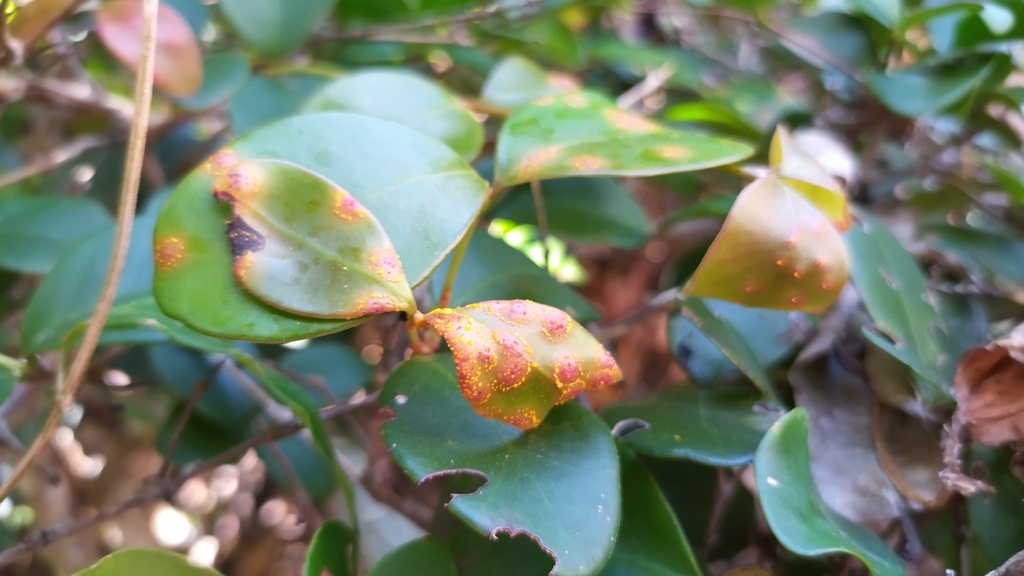 Myrtle Rust from Iron Range QLD, Australia on June 3, 2023 at 11:07 AM ...