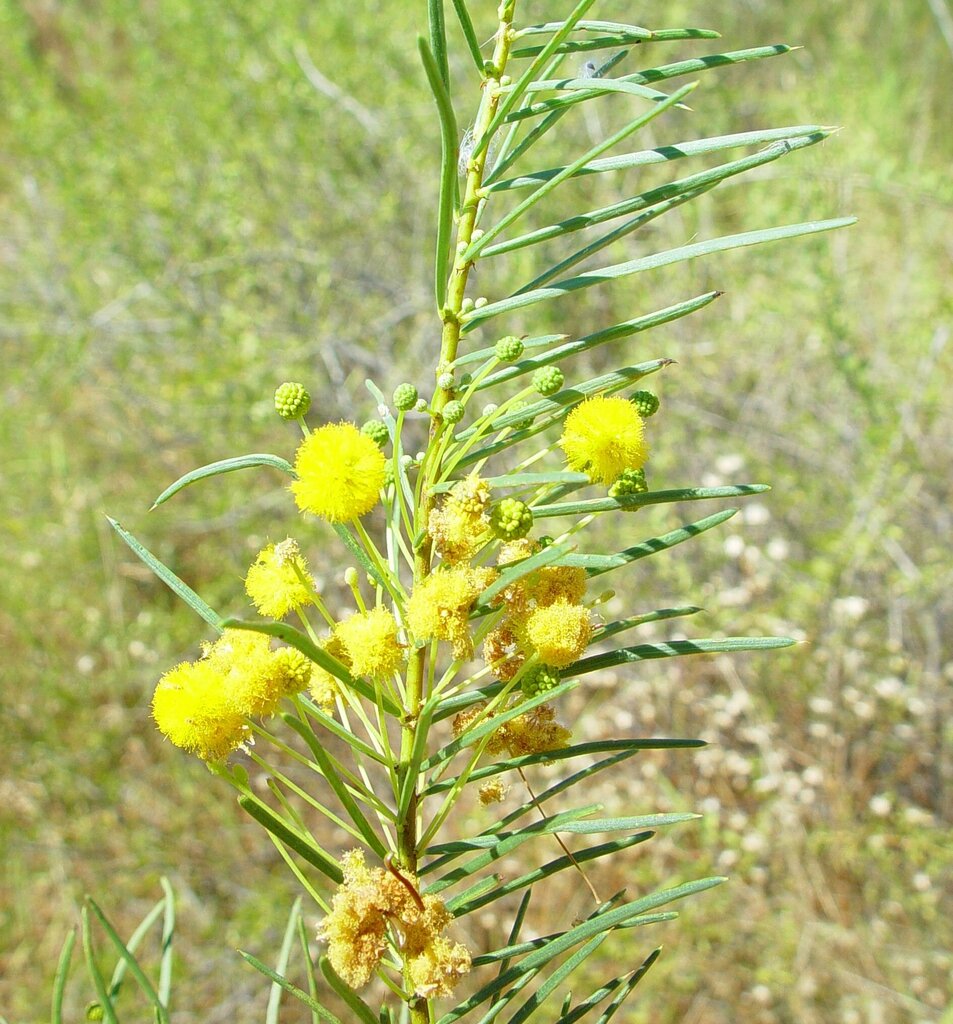 Dead Finish from Minilya WA 6701, Australia on October 13, 2005 by ...