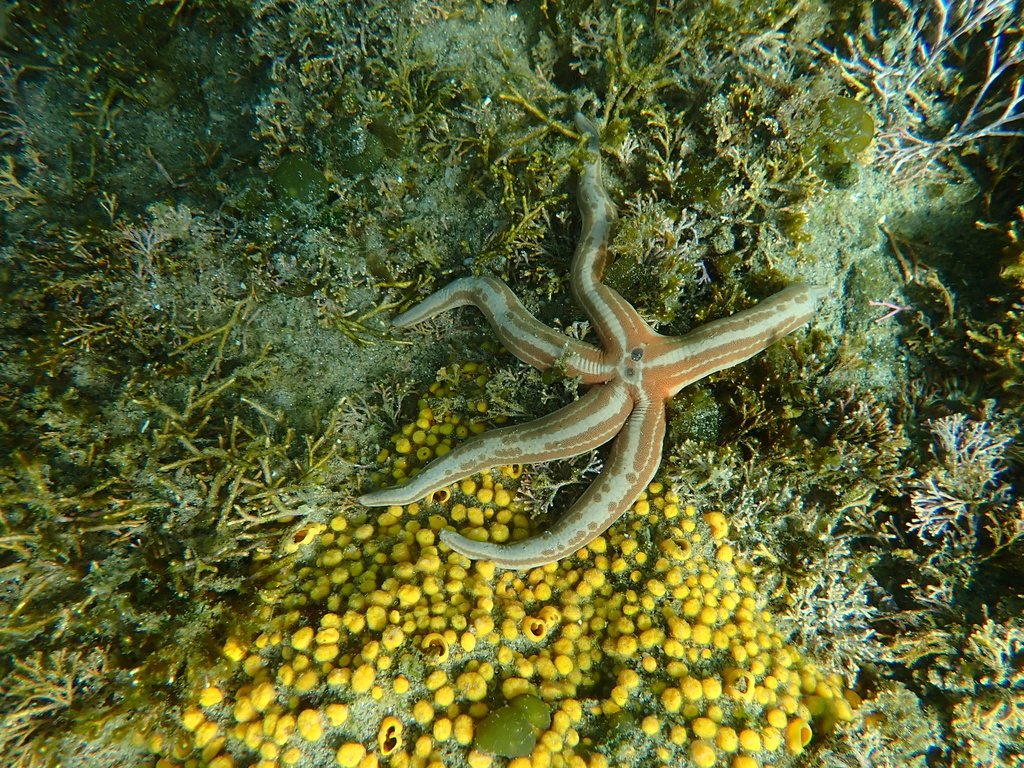 Blue Sea Star from Gulf of California, MX on March 13, 2024 at 01:26 PM ...