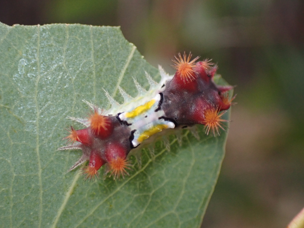 Mottled Cup Moth from 36 Woodlands Rd, Tuerong VIC 3915, Australia on ...