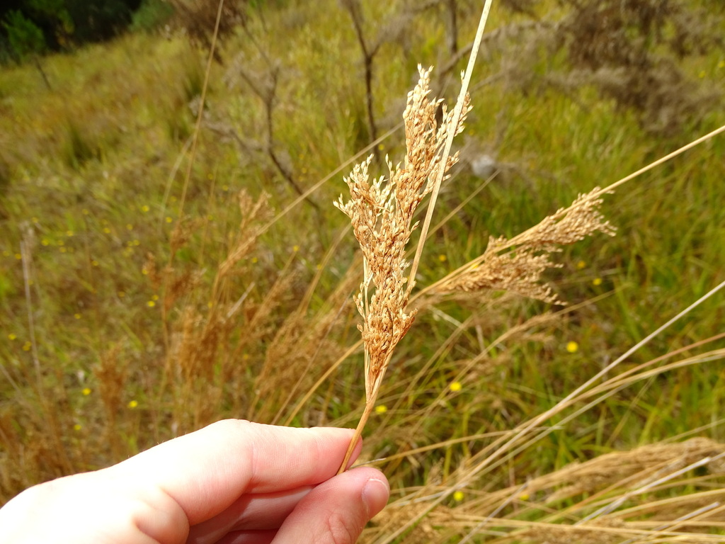 Broom Rush in March 2024 by D. J. King · iNaturalist