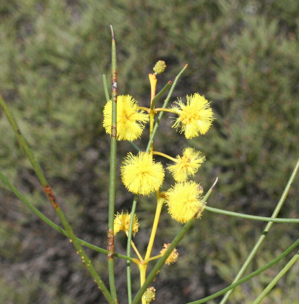 wattles from Lake Biddy WA 6355, Australia on April 15, 2006 by ...