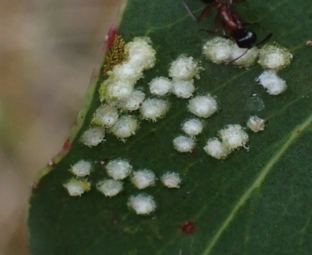Red Gum Lerp Psyllid from 36 Woodlands Rd, Tuerong VIC 3915, Australia ...