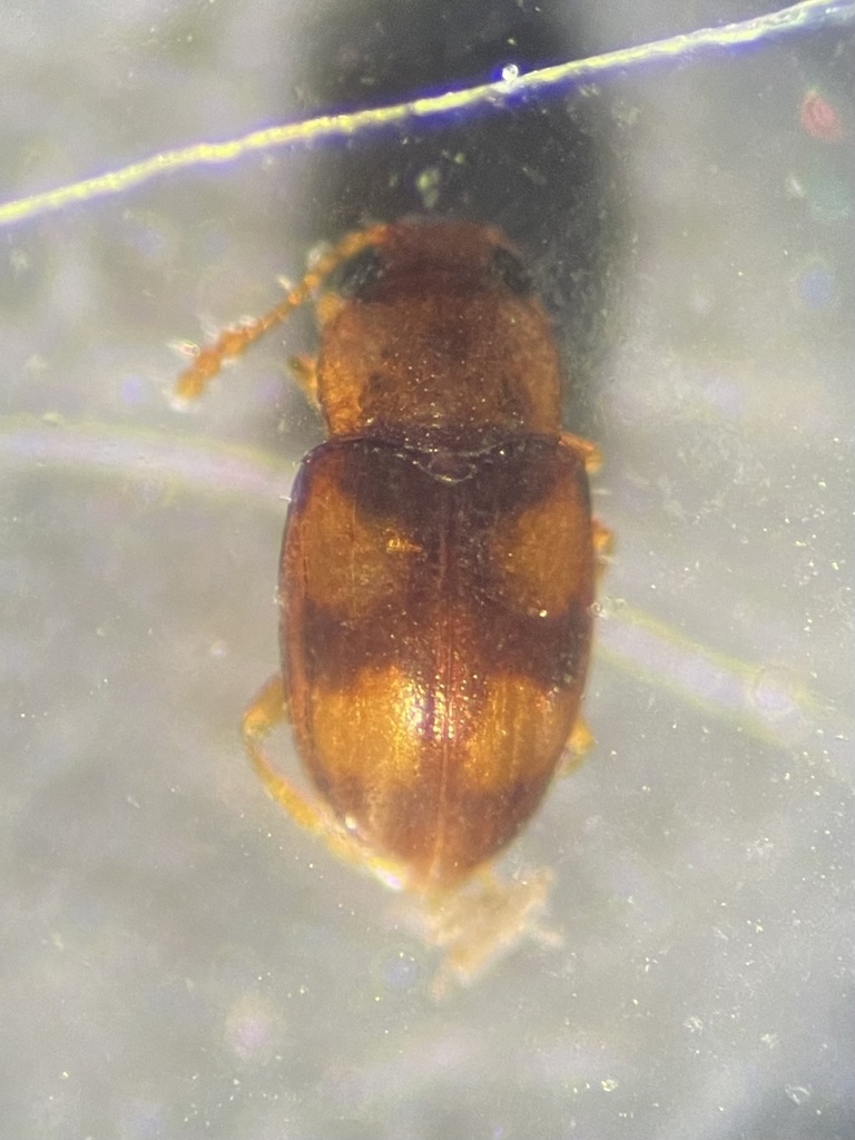 Toramus pulchellus from Orlando Wetlands Park Trail, Christmas, FL, US ...