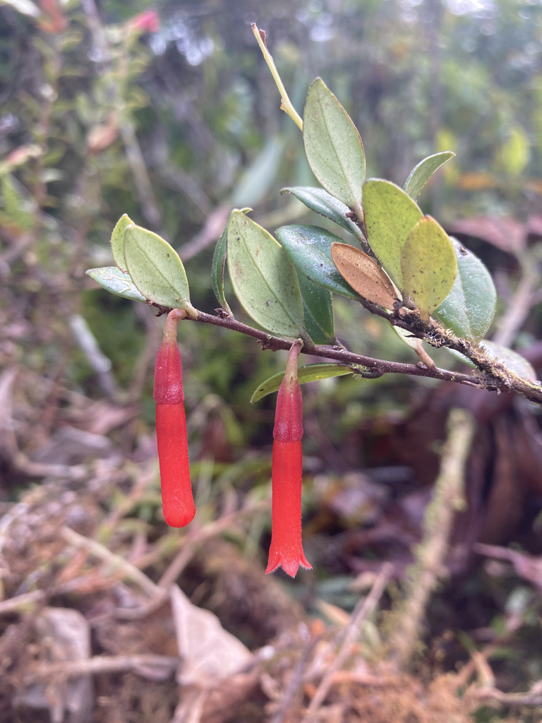 Macleania (Biodiversidad de Cáqueza) · iNaturalist