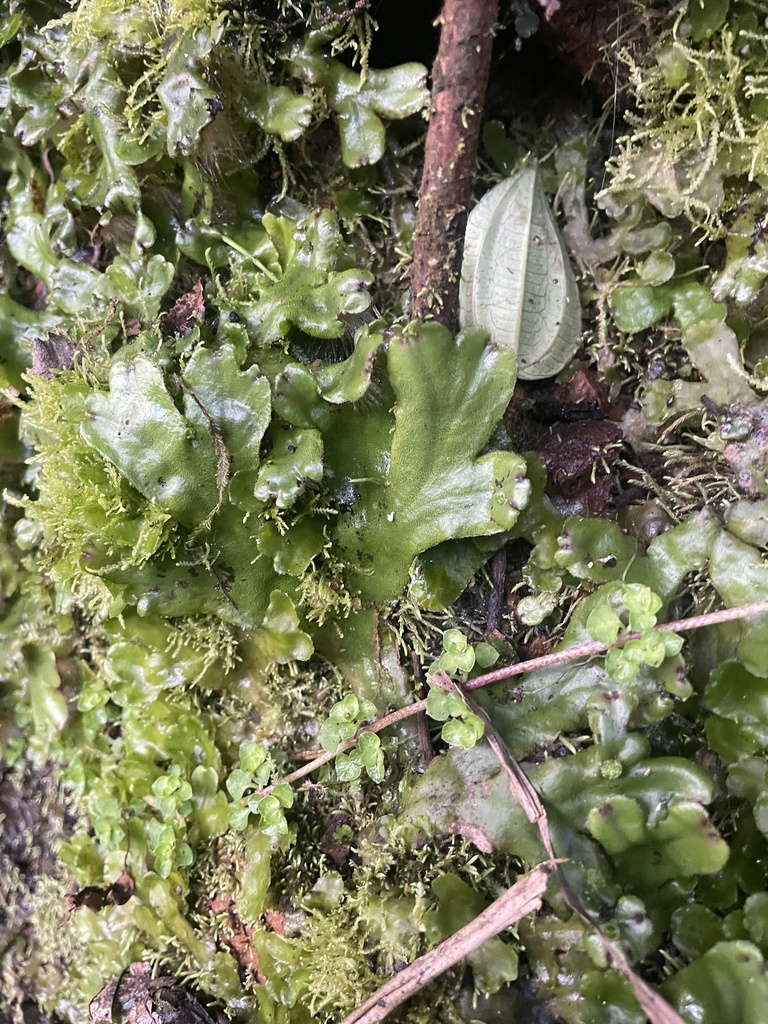 Monoclea gottschei from Minitas, Manizales, Caldas, CO on March 13 ...