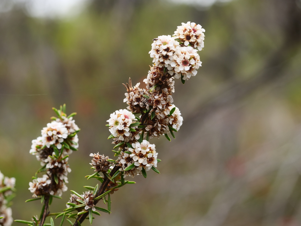 Taxandria fragrans from Denmark WA 6333, Australia on March 14, 2024 at ...