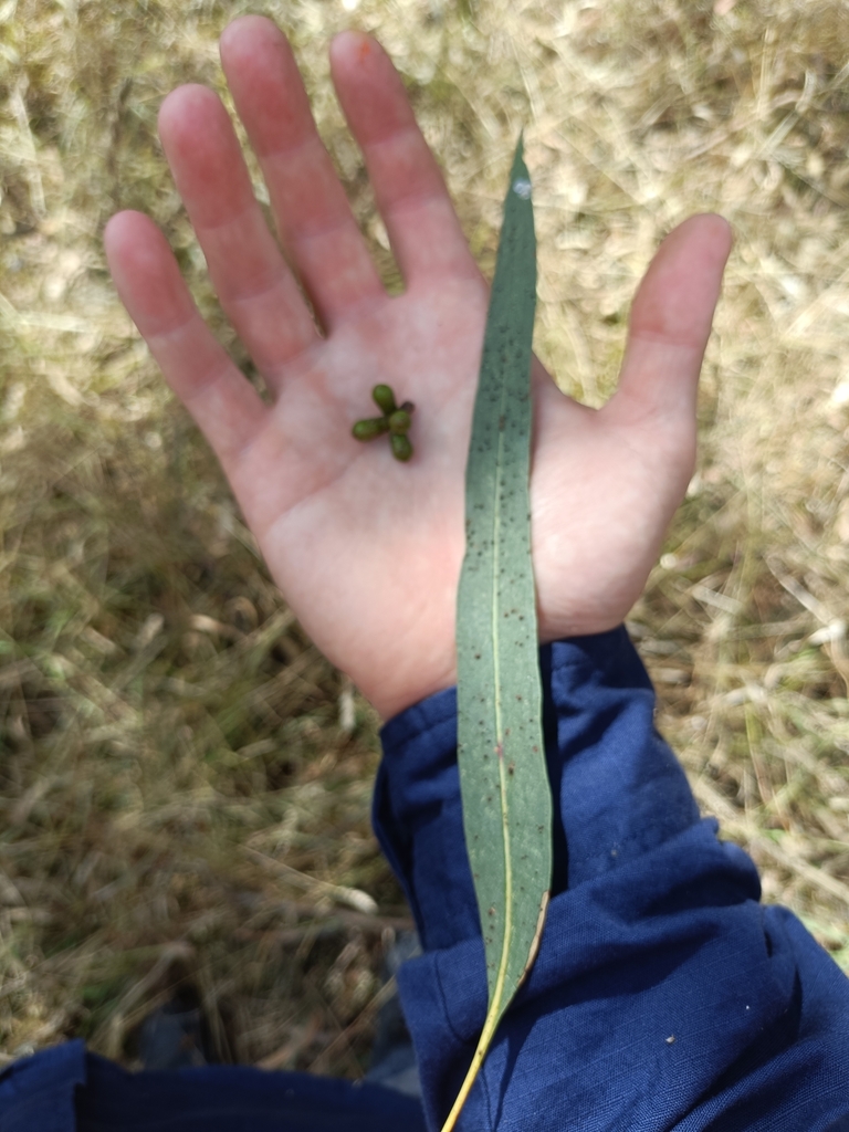Long-leaved Box from Greensborough VIC 3088, Australia on March 14 ...